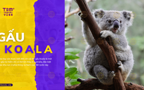 Chú Koala - Vẻ đẹp và cuộc sống của biểu tượng Úc! | Viết bởi Tiim Travel